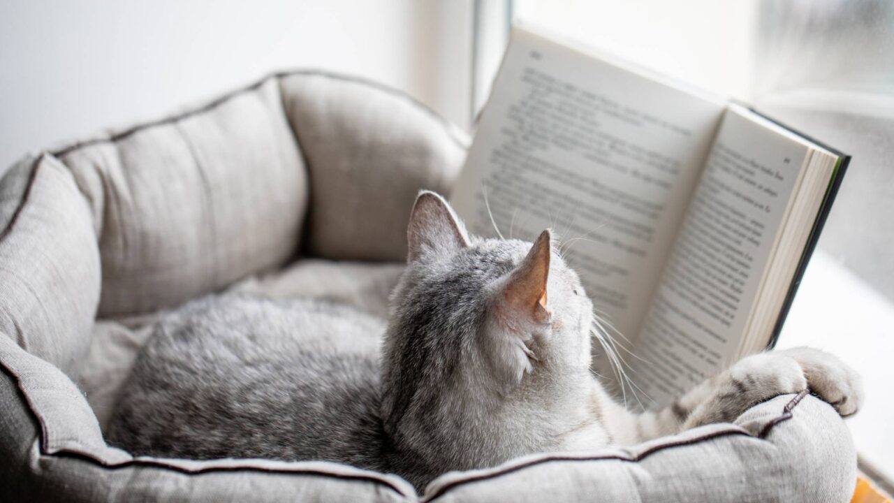 Resources | Island Cat Allies